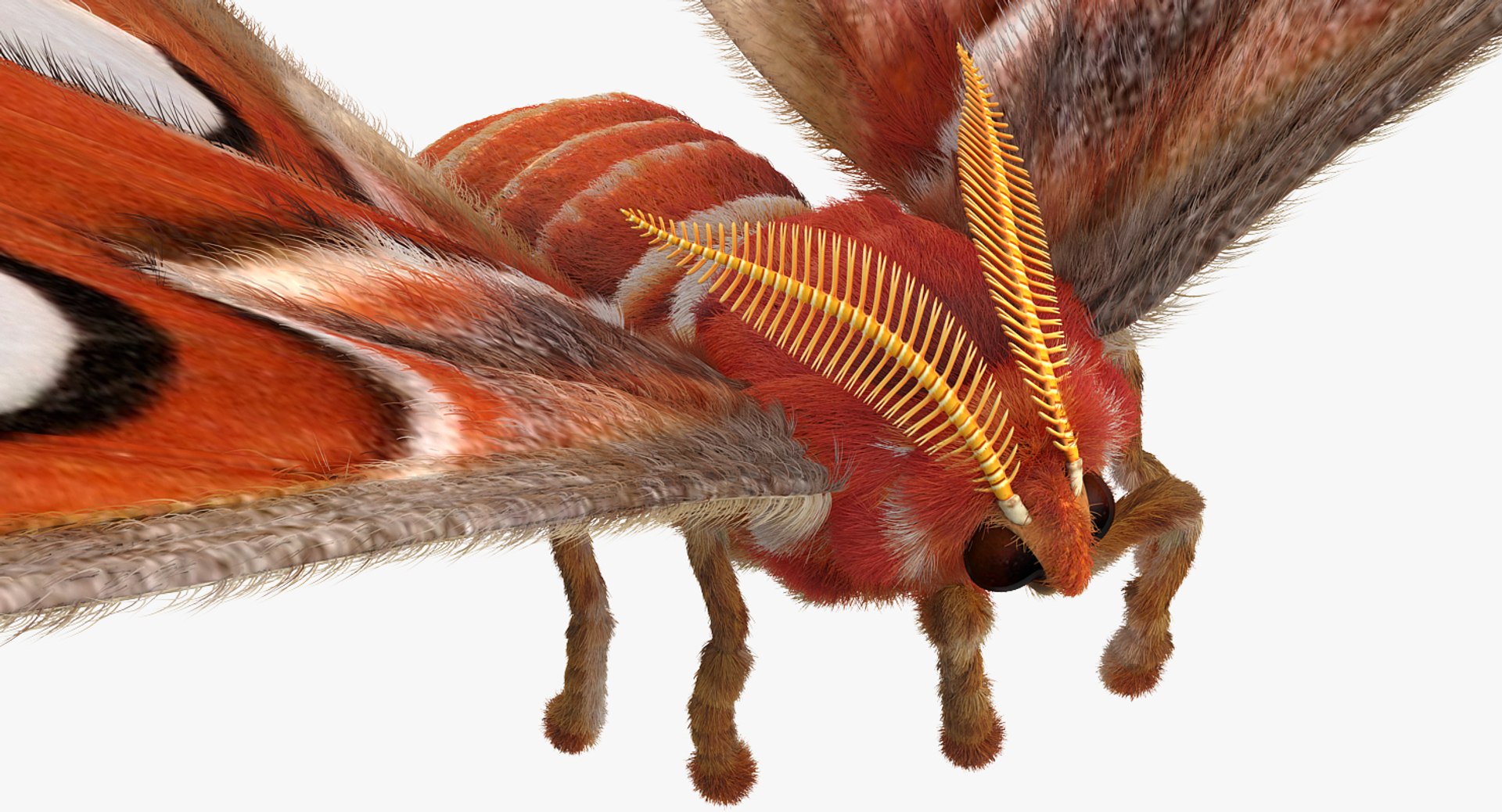 3D Model Attacus Atlas Moth Flying - TurboSquid 1193216