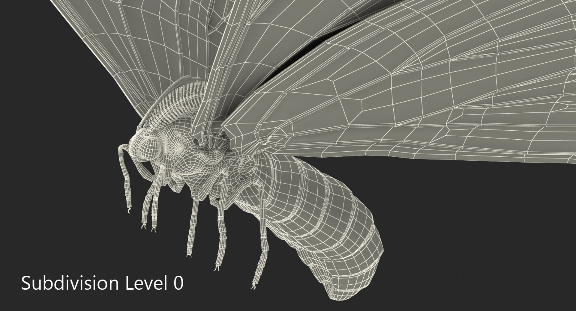 3D Model Attacus Atlas Moth Flying - TurboSquid 1193216