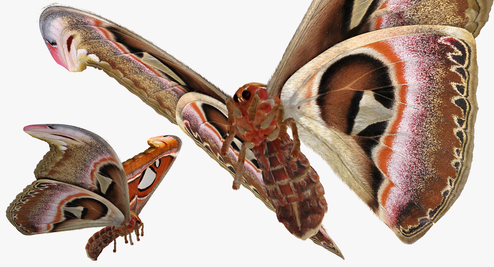 3D Model Attacus Atlas Moth Flying - TurboSquid 1193216