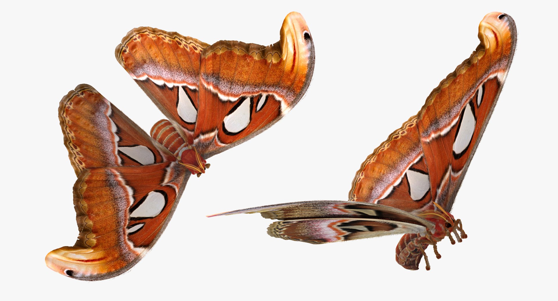 3D Model Attacus Atlas Moth Flying - TurboSquid 1193216