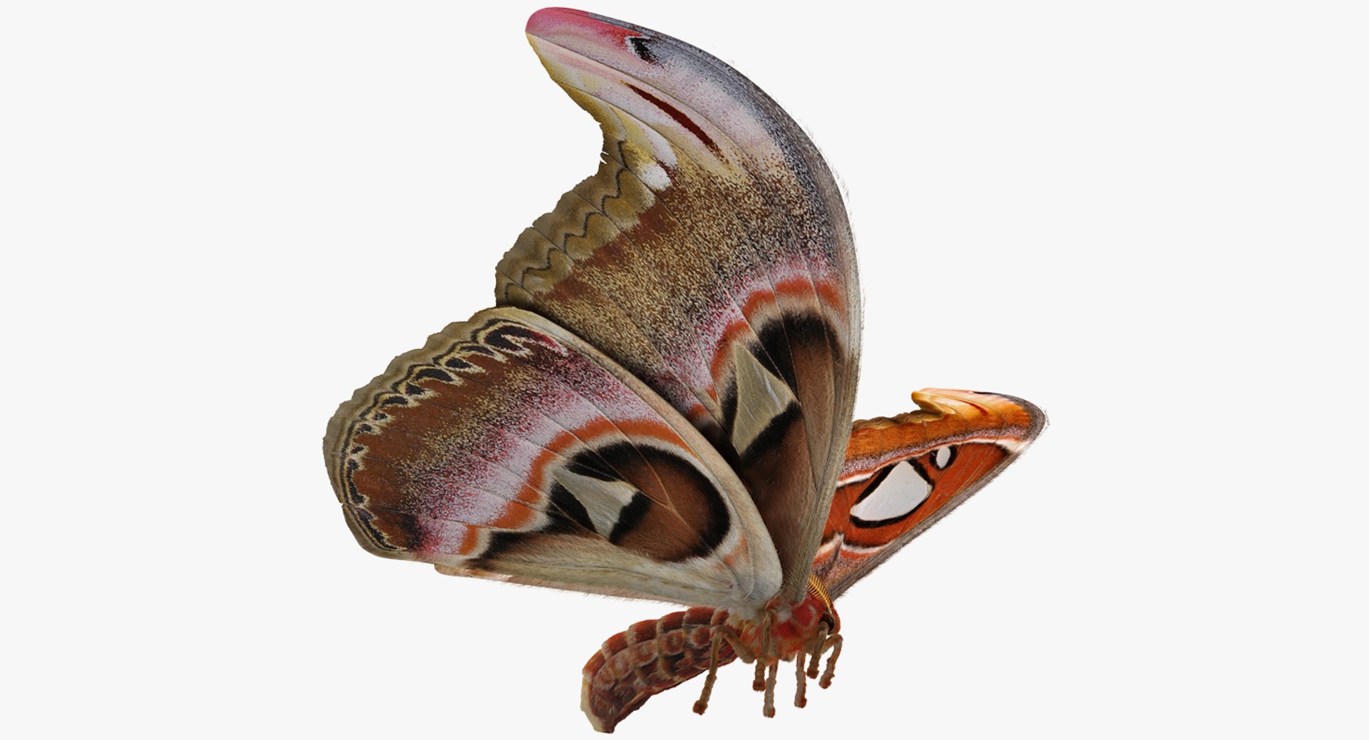 3D Model Attacus Atlas Moth Flying - TurboSquid 1193216
