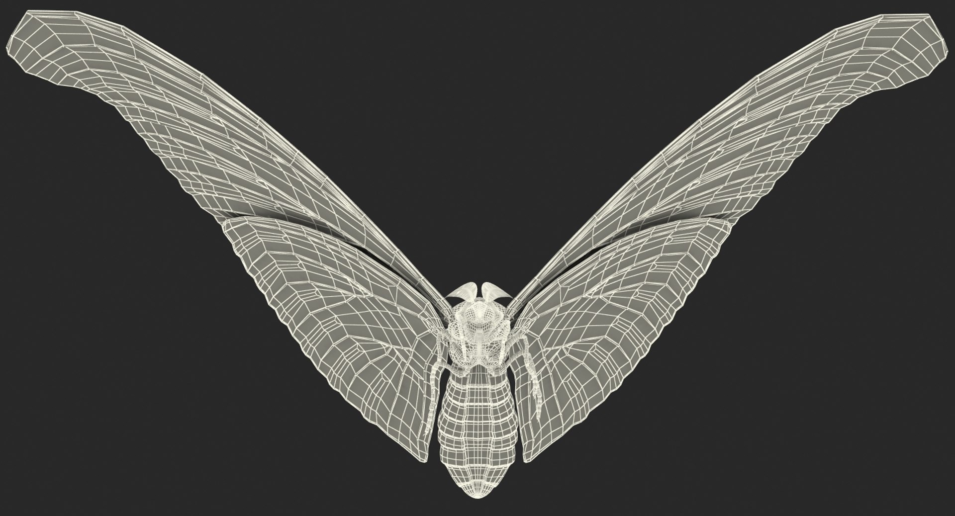 3D Model Attacus Atlas Moth Flying - TurboSquid 1193216