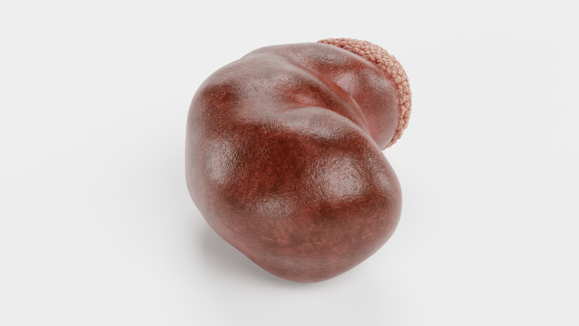 Human Urinary System Collection 3D - TurboSquid 2179392