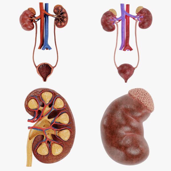 Kidney 3D Models for Download | TurboSquid