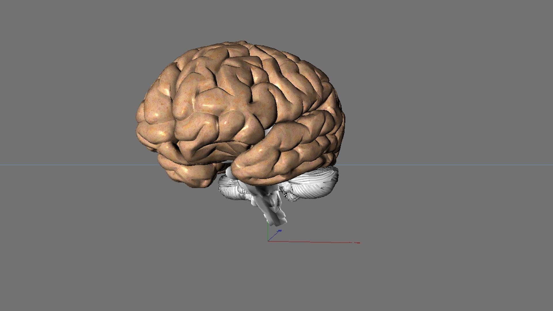 3d Brain Model