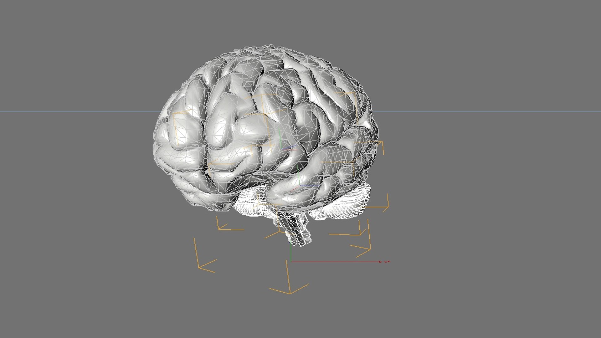 3d Brain Model