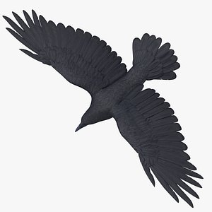 crow 01 3d model