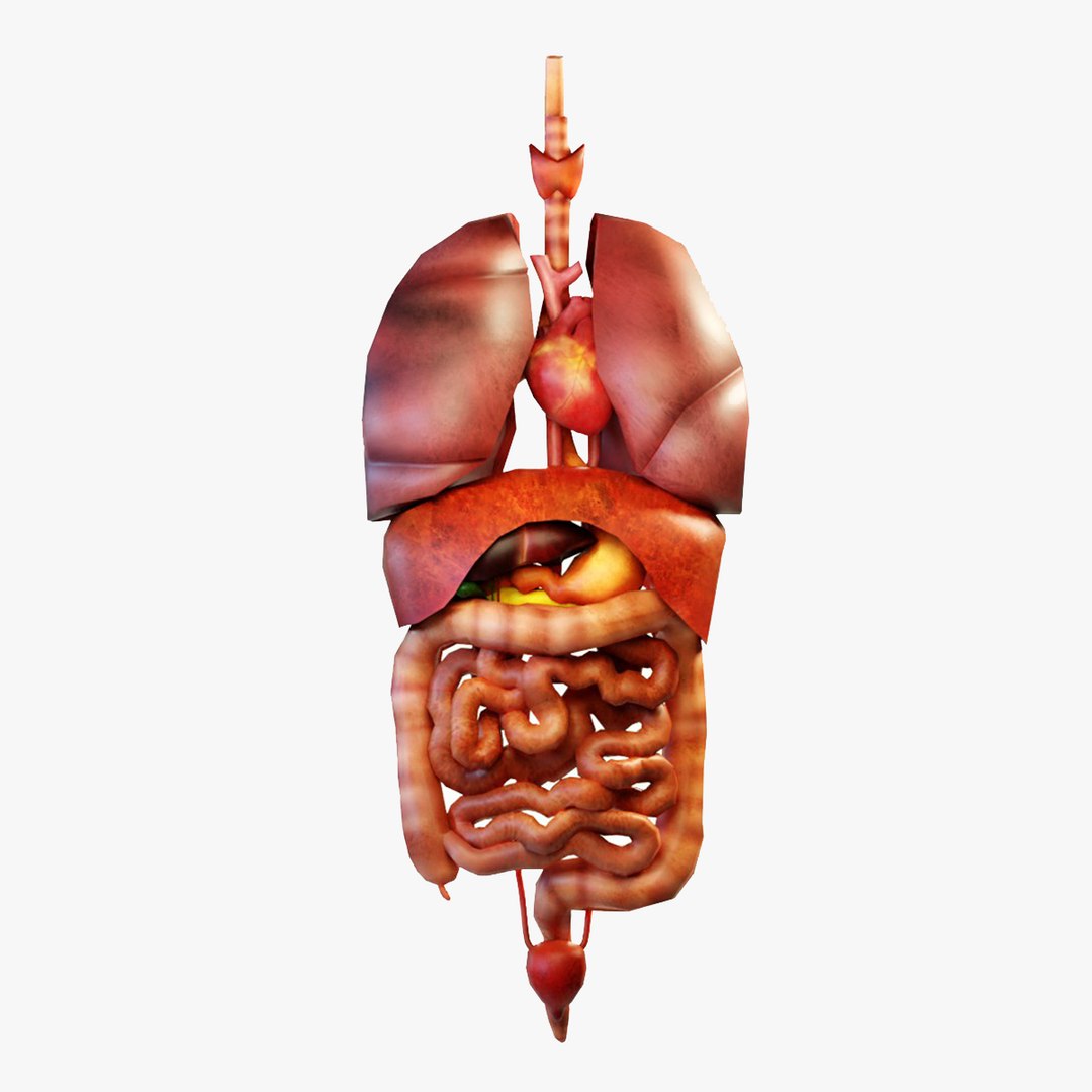 3D model Human Internal Organs Low-poly 3D model - TurboSquid 2066366