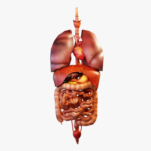 Human Internal Organs Low-poly 3D 모델 - TurboSquid 2066366