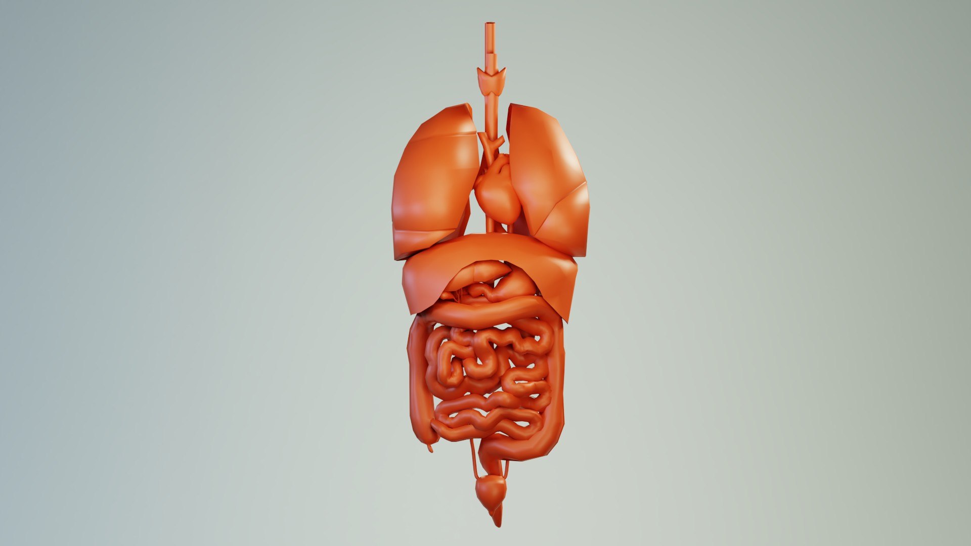 3D Model Human Internal Organs Low-poly - TurboSquid 2066366