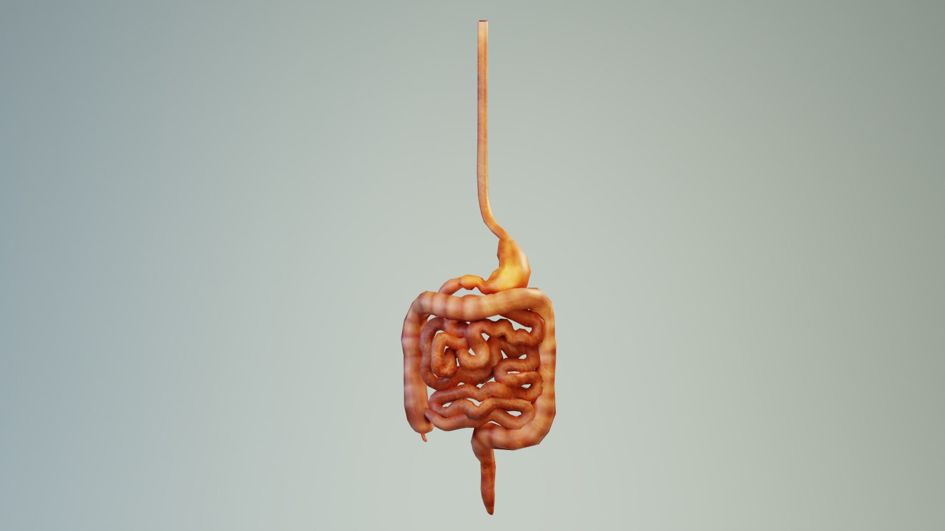 3D Model Human Internal Organs Low-poly - TurboSquid 2066366