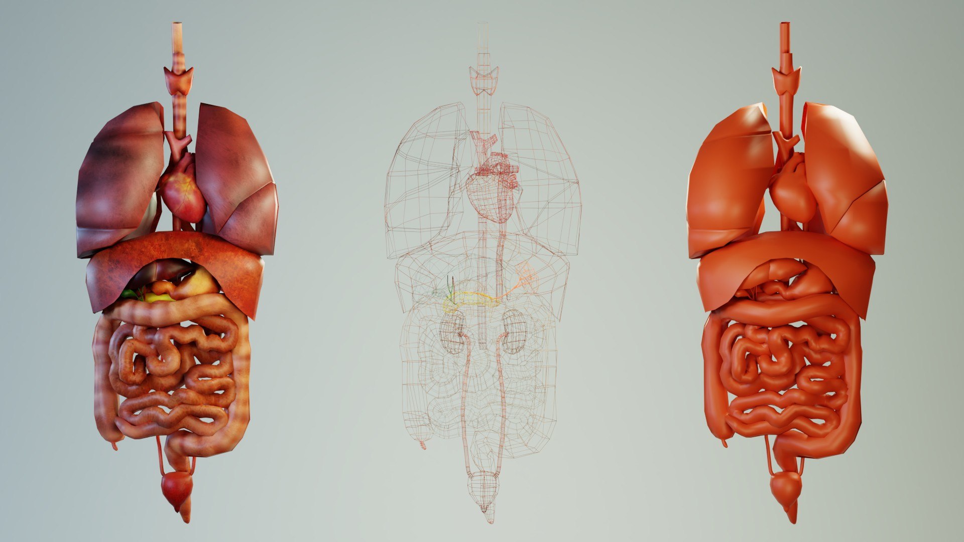 3D Model Human Internal Organs Low-poly - TurboSquid 2066366