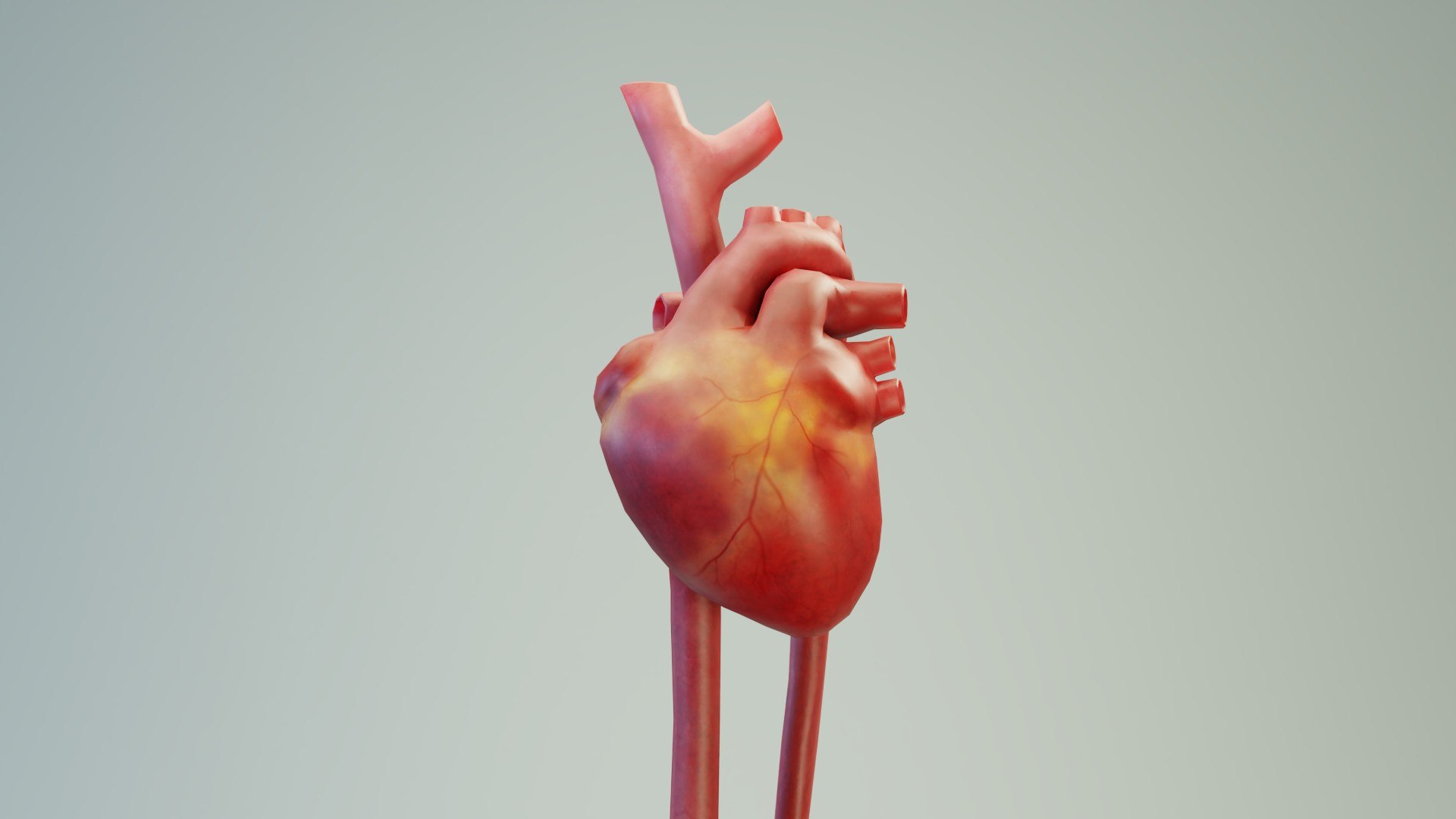 3D Model Human Internal Organs Low-poly - TurboSquid 2066366