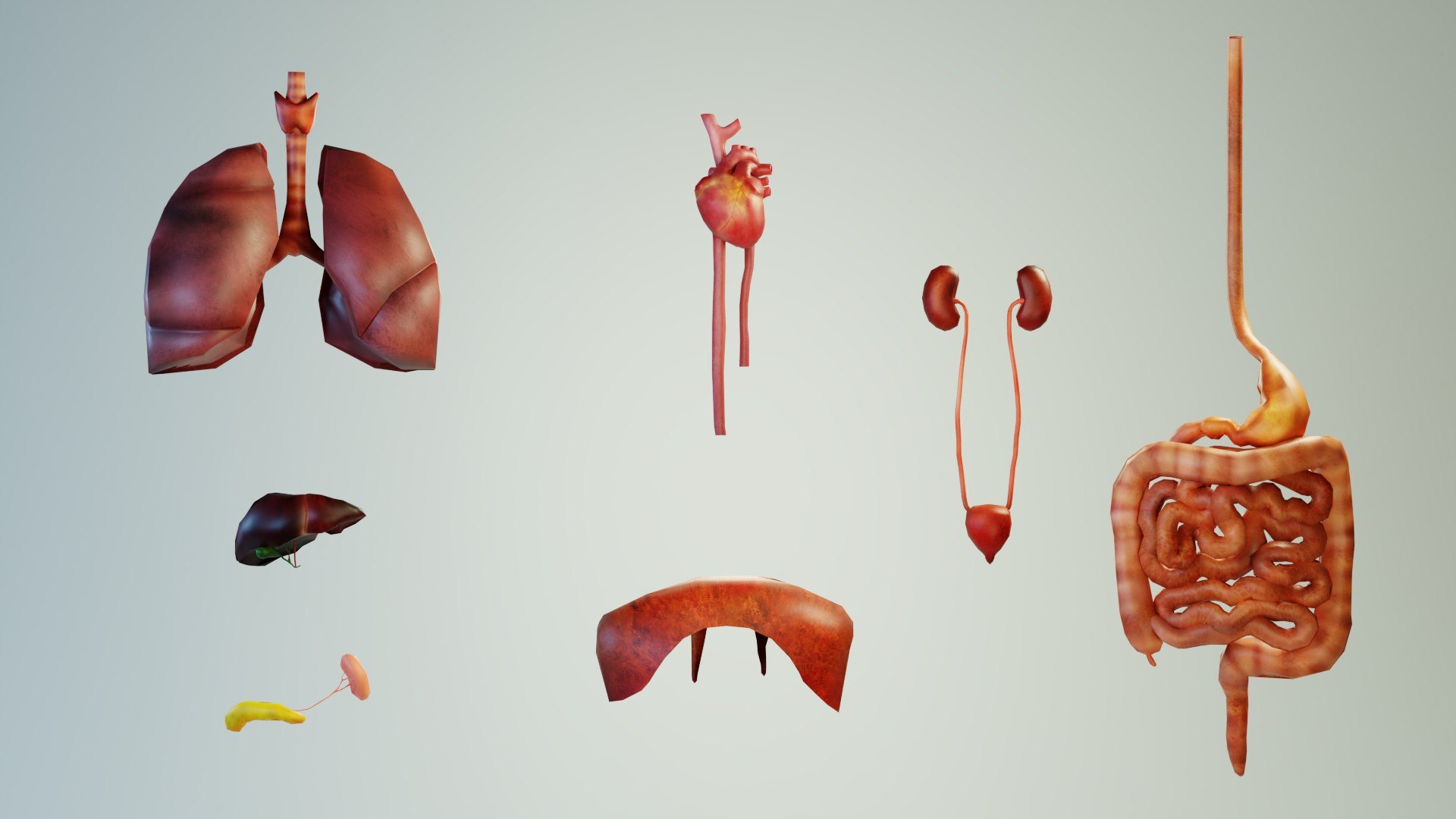 3D Model Human Internal Organs Low-poly - TurboSquid 2066366