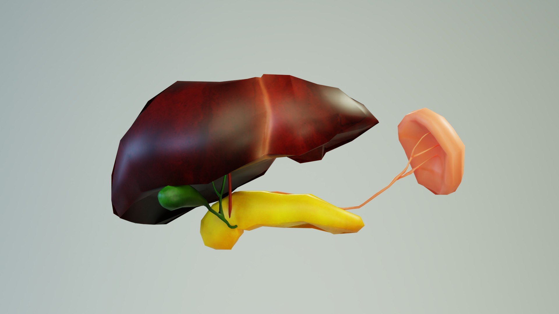 3D Model Human Internal Organs Low-poly - TurboSquid 2066366