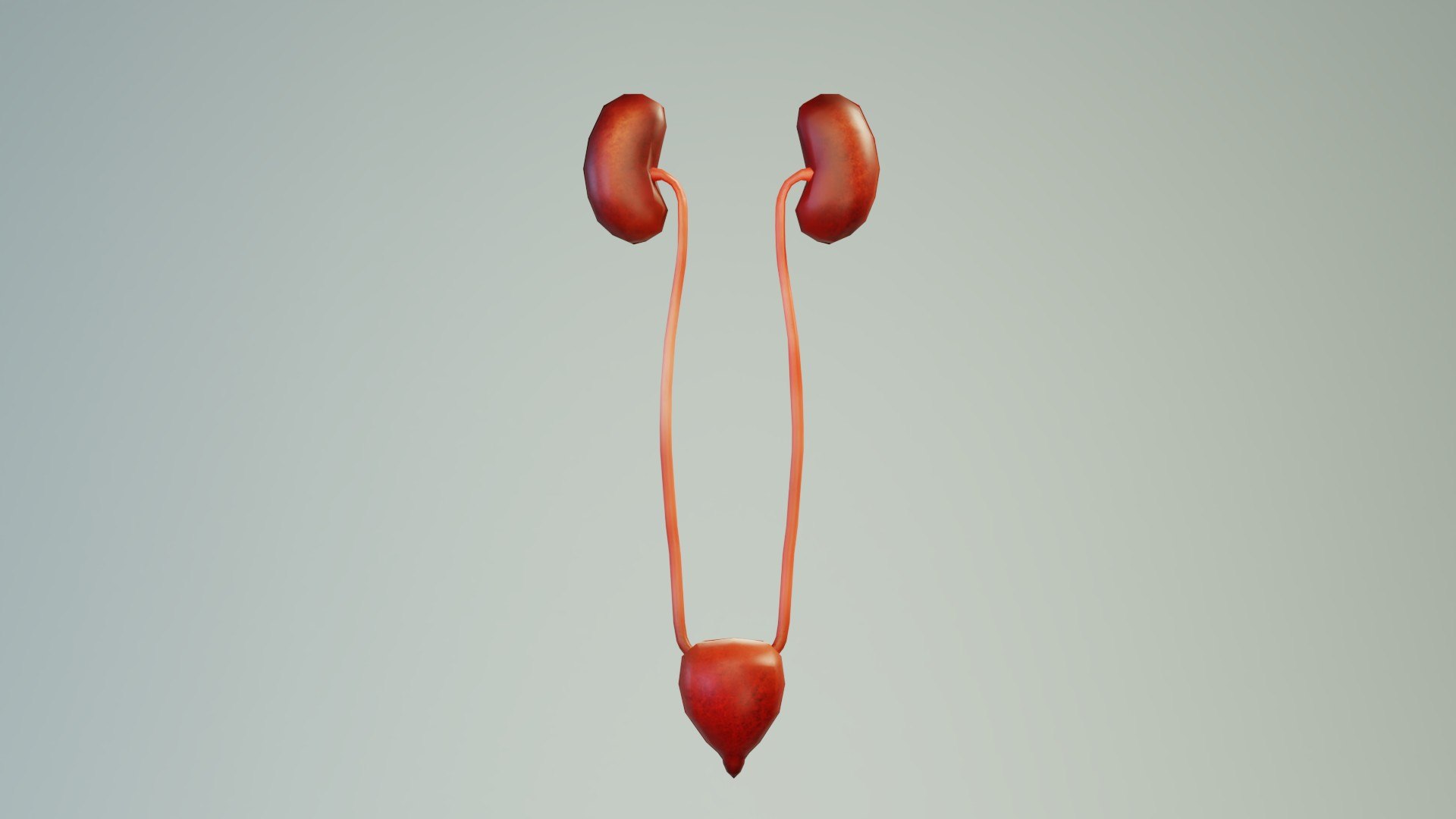 3D Model Human Internal Organs Low-poly - TurboSquid 2066366