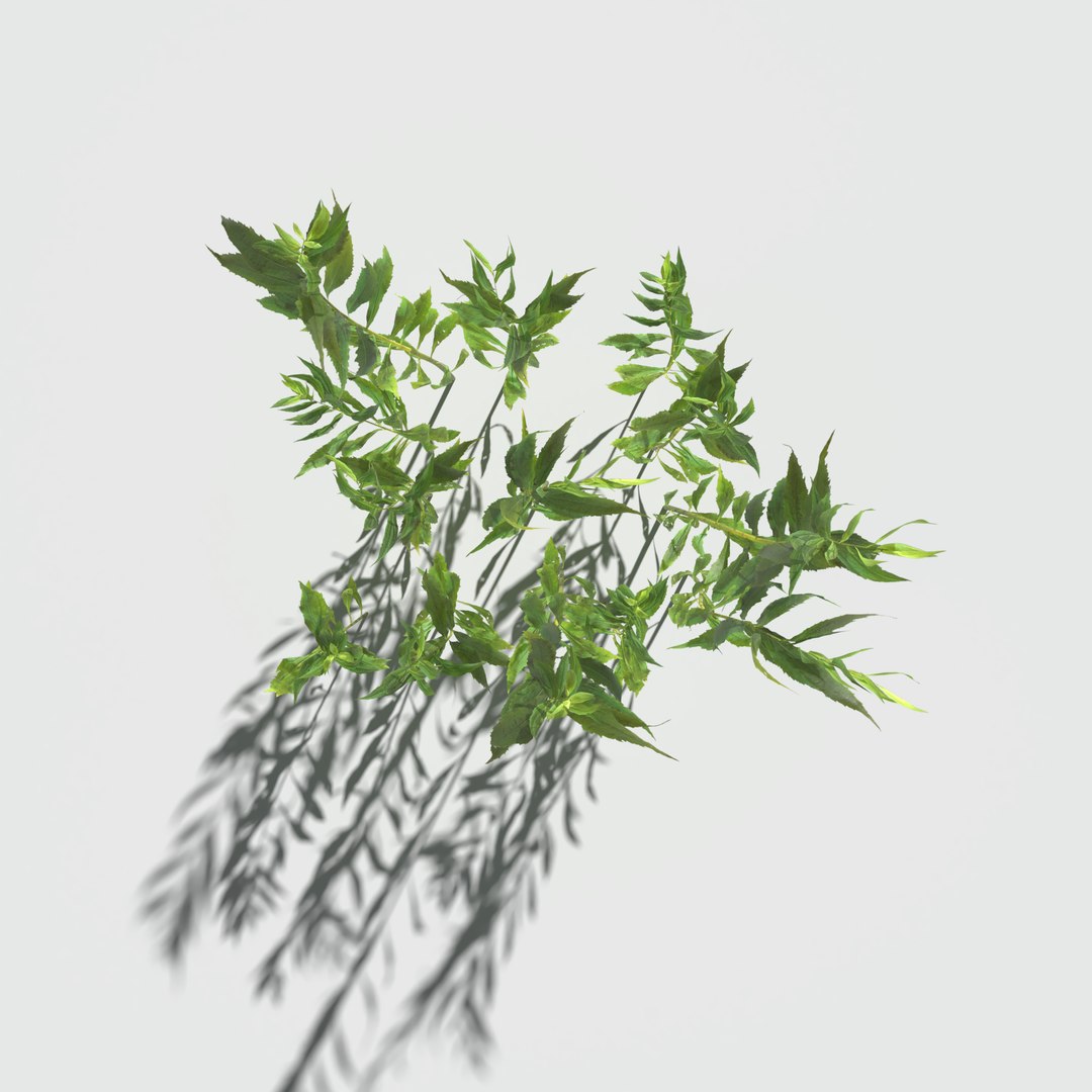 3D Goldenrod Pack - TurboSquid 1451197