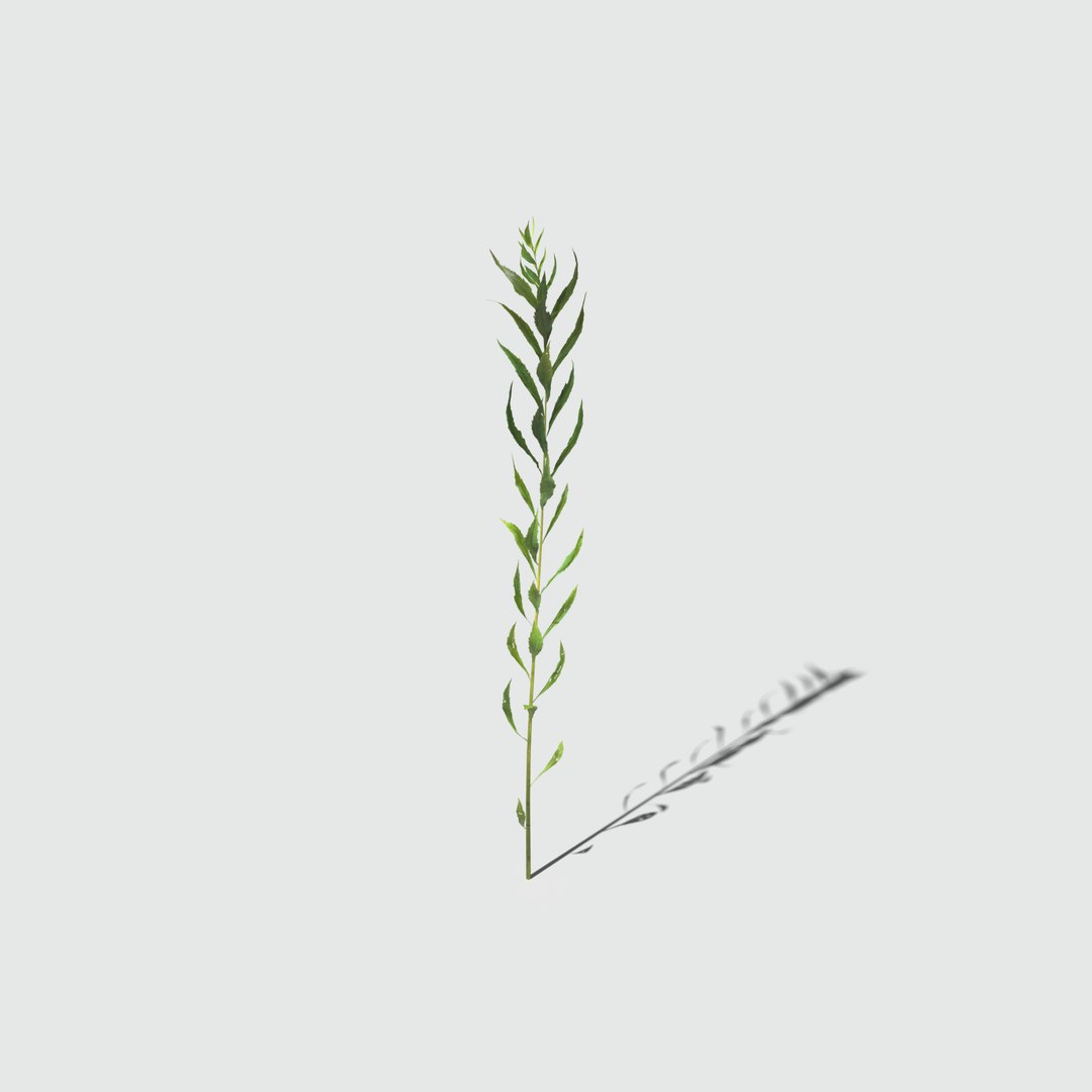 3D Goldenrod Pack - TurboSquid 1451197