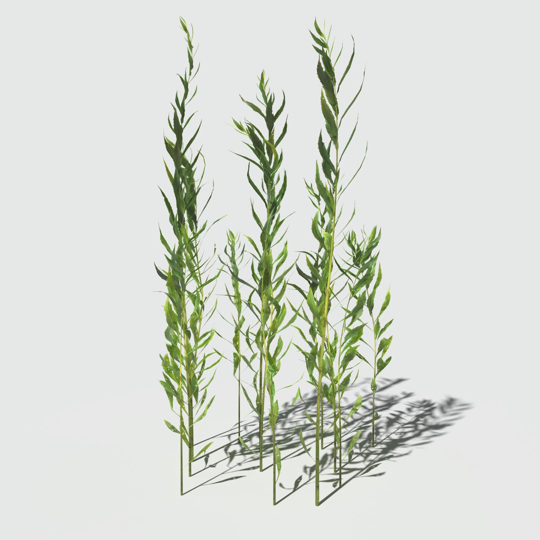 3D Goldenrod Pack - TurboSquid 1451197