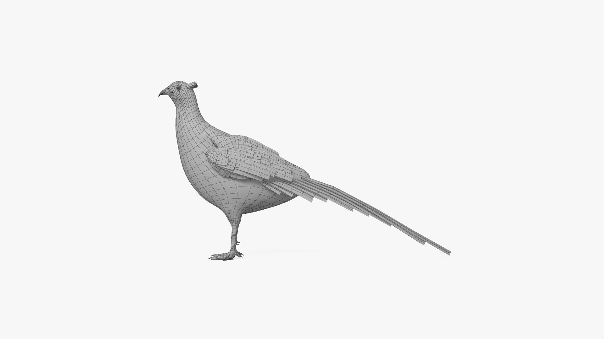 Common Pheasant 3D Model - TurboSquid 2076566