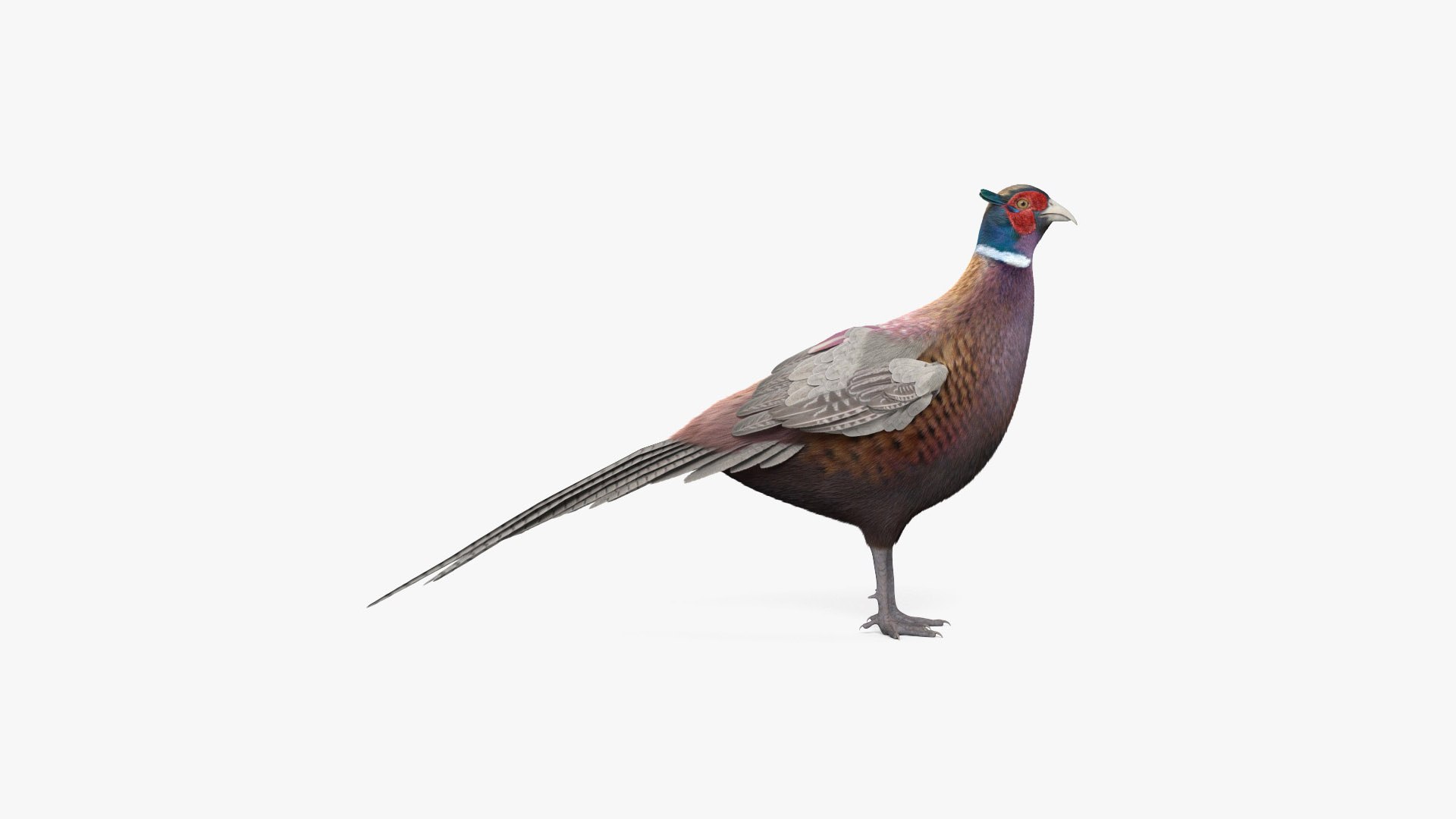 Common Pheasant 3D Model - TurboSquid 2076566