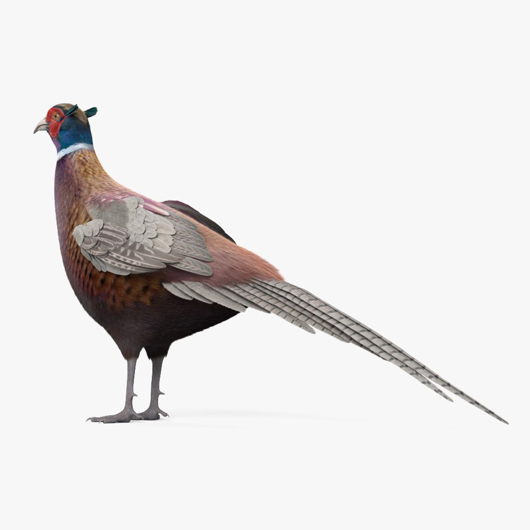 Common Pheasant 3D Model - TurboSquid 2076566