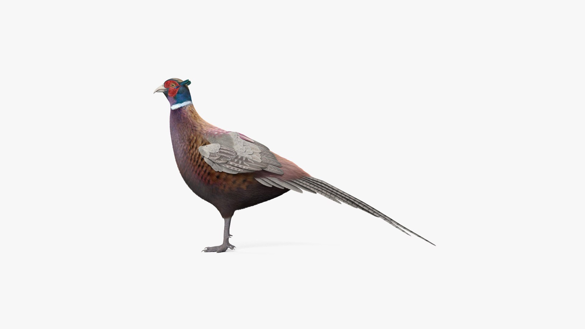 Common Pheasant 3D Model - TurboSquid 2076566