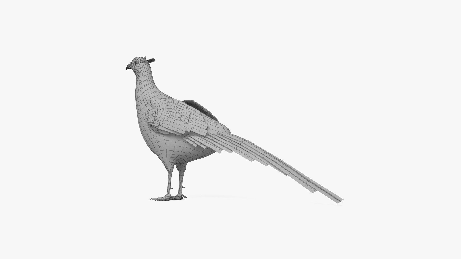 Common Pheasant 3D Model - TurboSquid 2076566