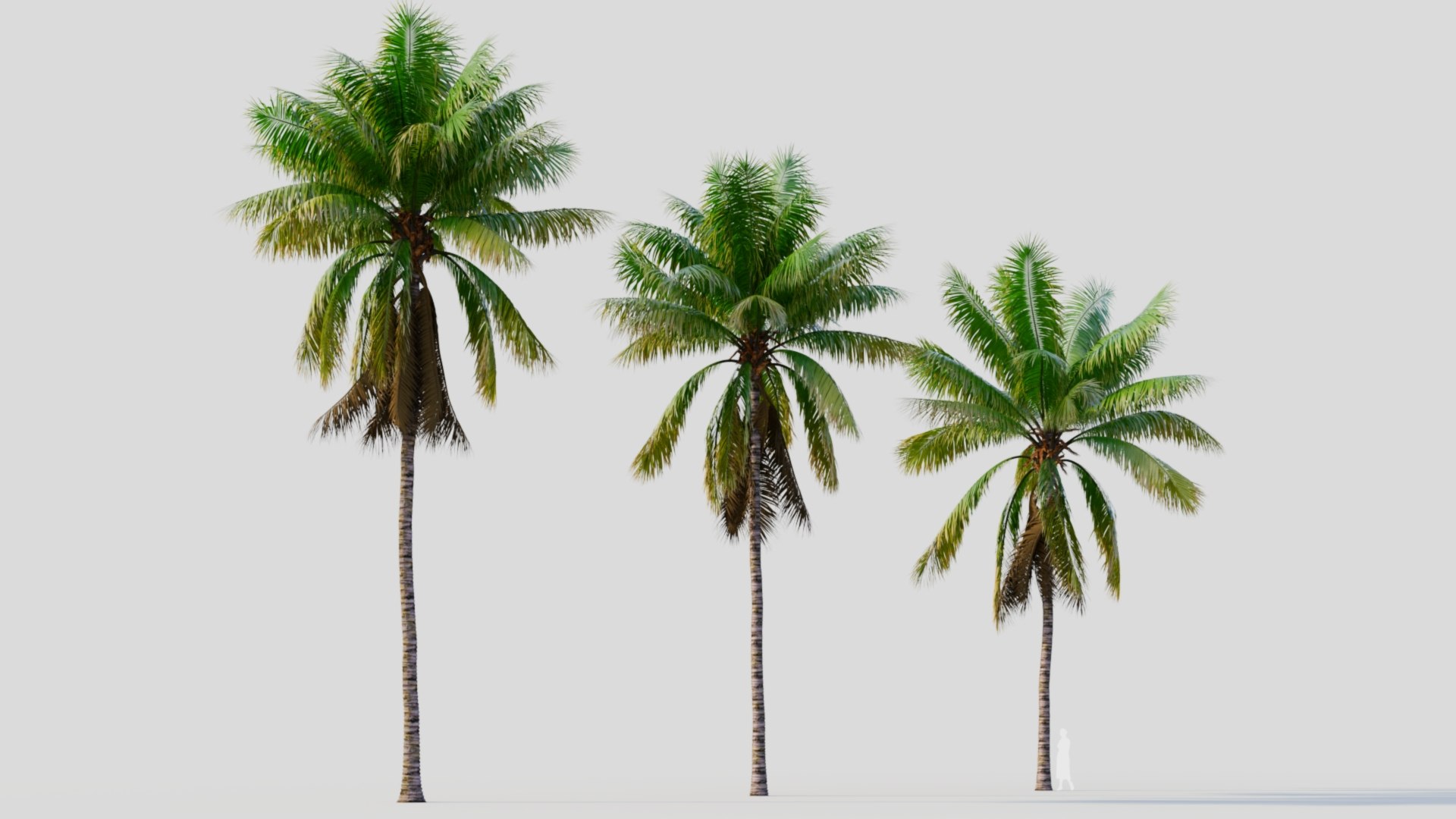 3D Cocos Nucifera A - TurboSquid 2217707