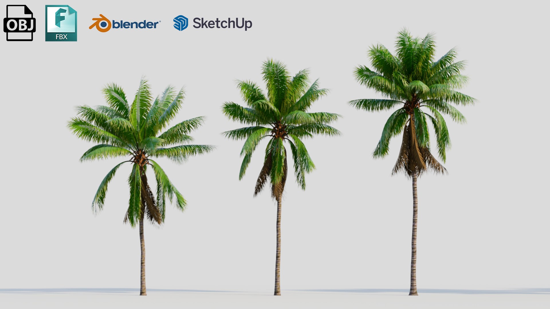 3D Cocos Nucifera A - TurboSquid 2217707