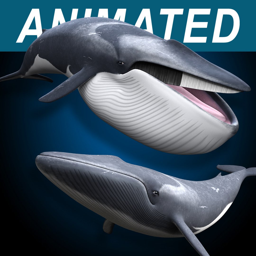 Fin animating 3D - TurboSquid 1427052