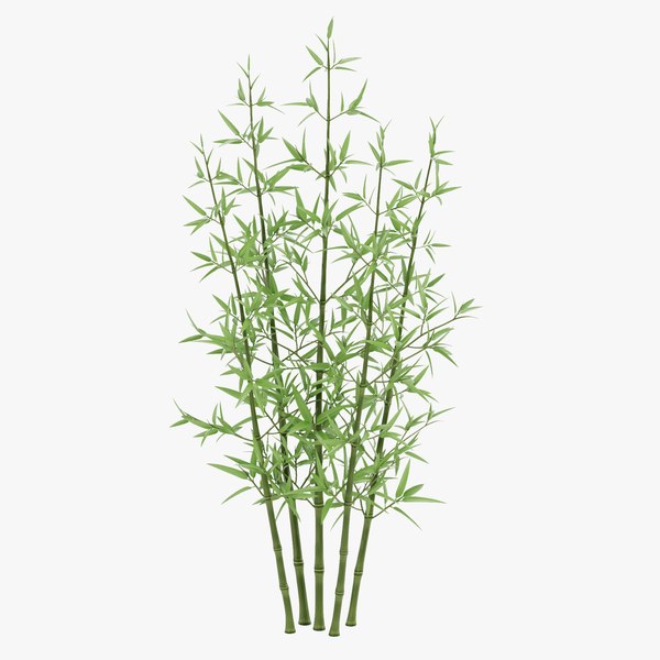 Bamboo 3D Models for Download | TurboSquid
