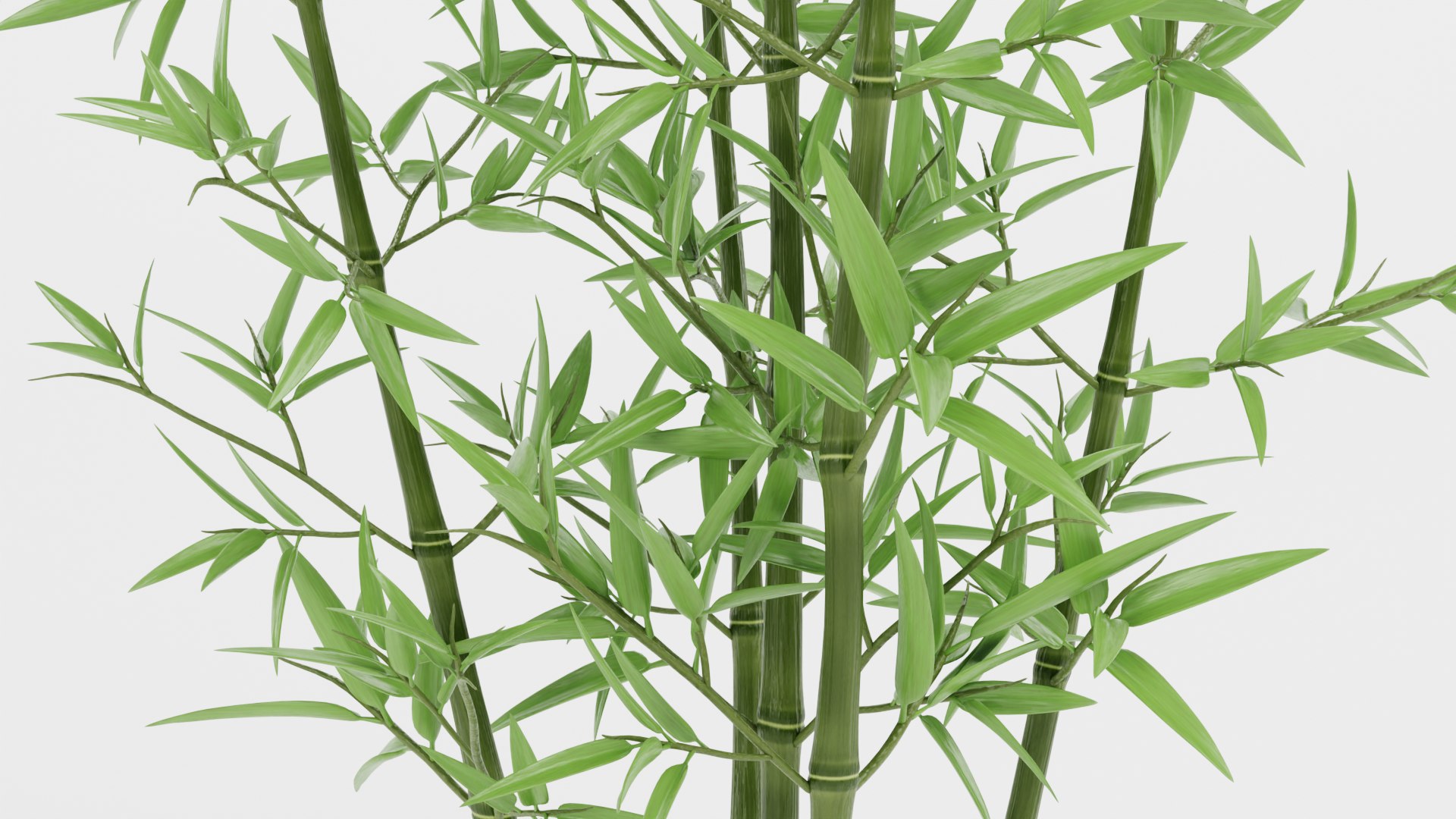 3D Model Bamboo Bush - TurboSquid 2226257