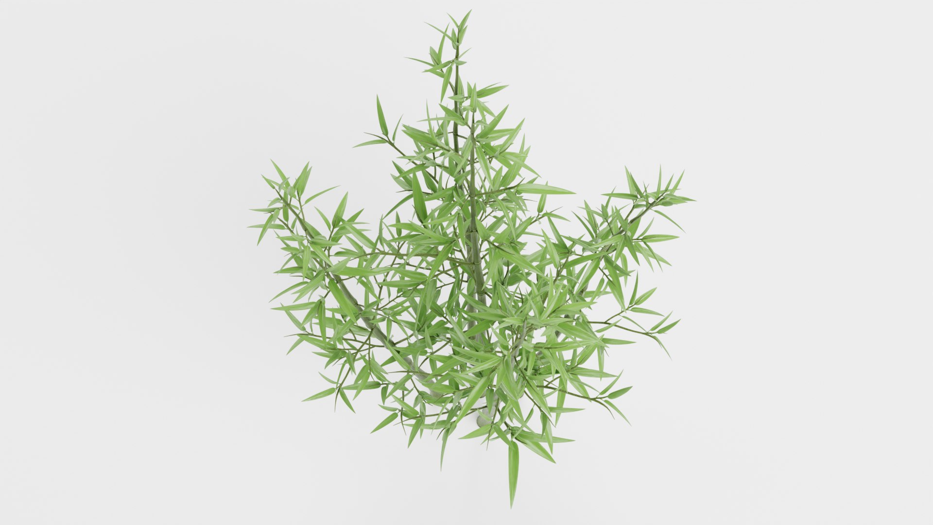 3D Model Bamboo Bush - TurboSquid 2226257