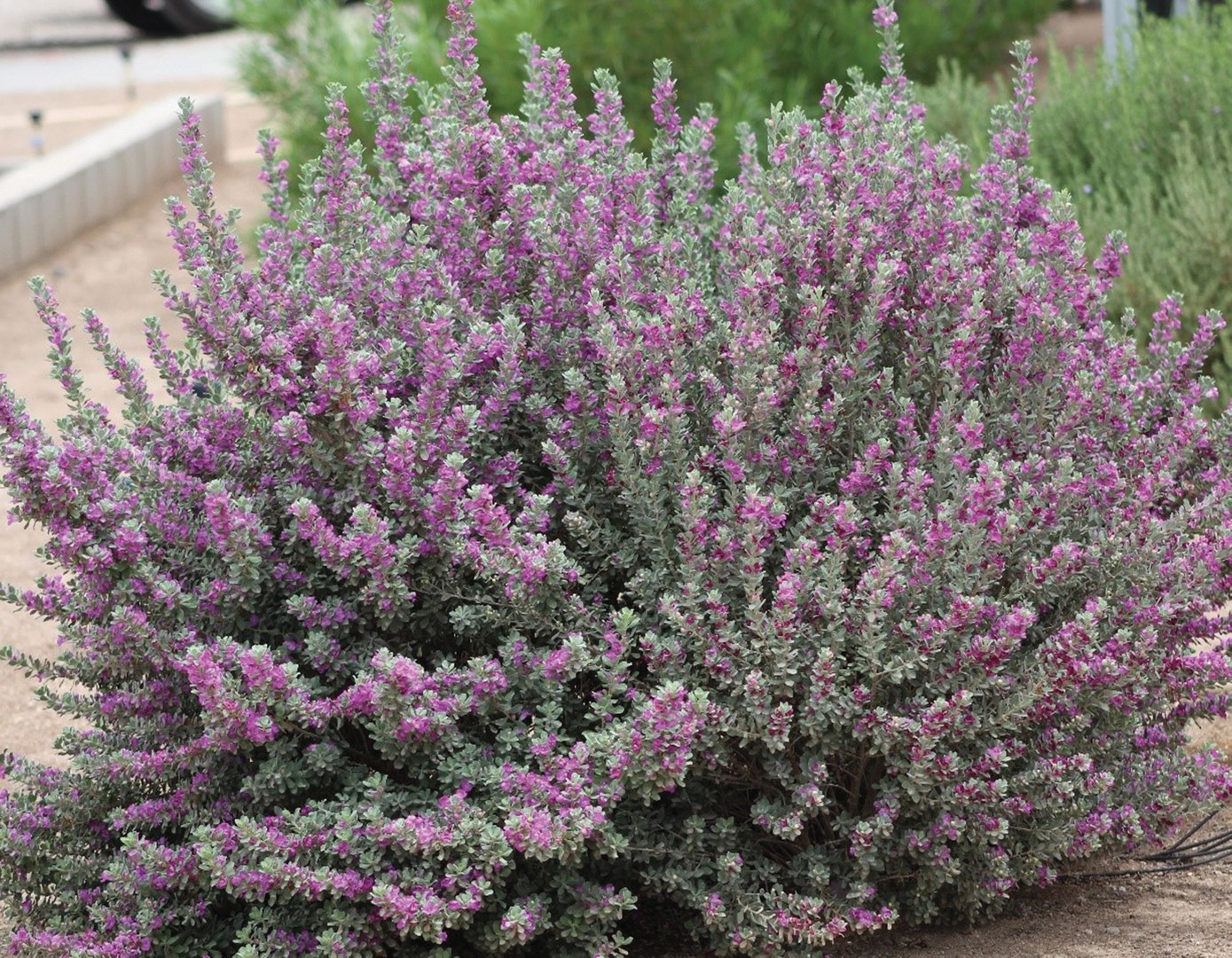 Leucophyllum frutescens model - TurboSquid 2136711