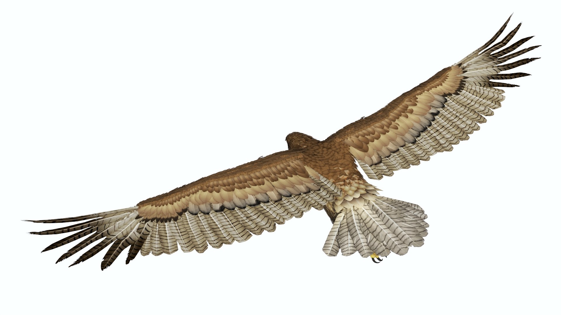 3D Realistic Flying Gurney Eagle Model - TurboSquid 2250495