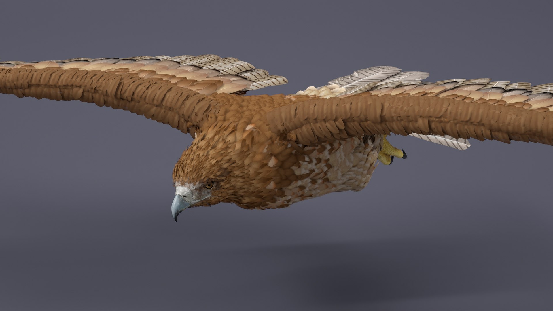 3D Realistic Flying Gurney Eagle Model - TurboSquid 2250495