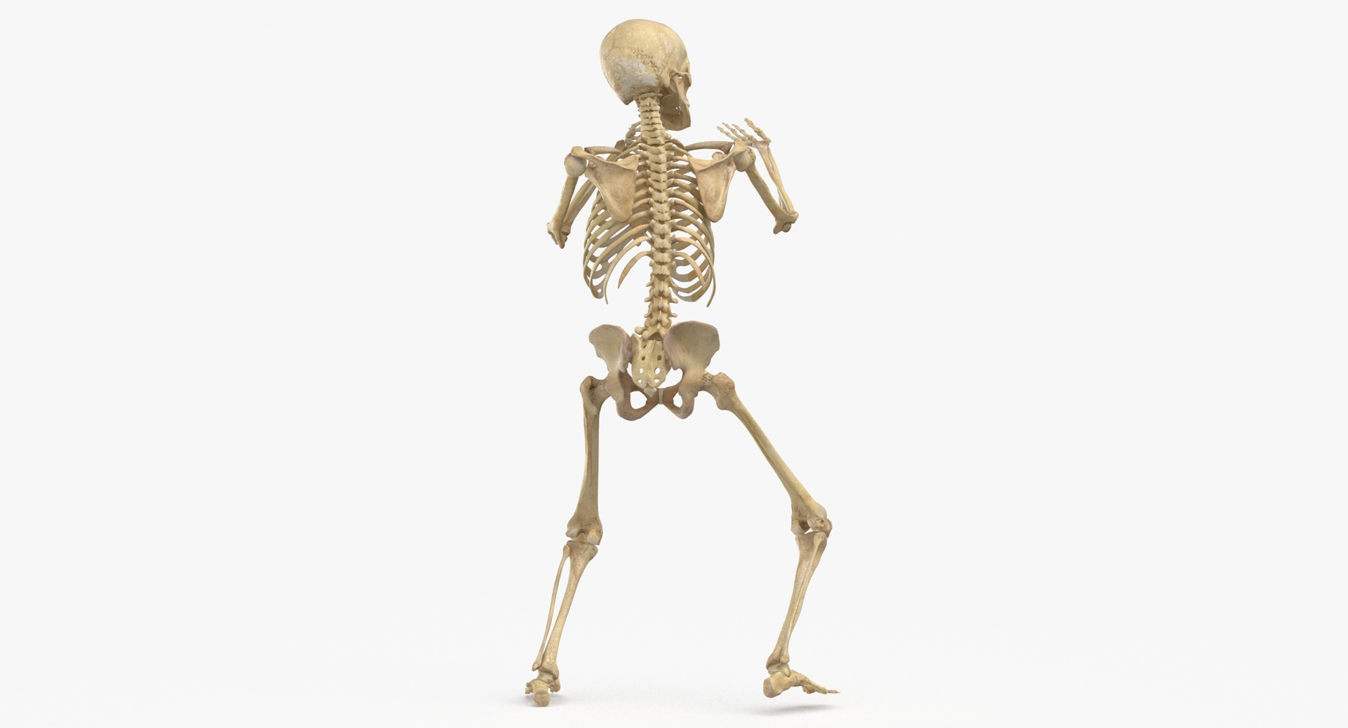 3D real human female skeleton model - TurboSquid 1692509