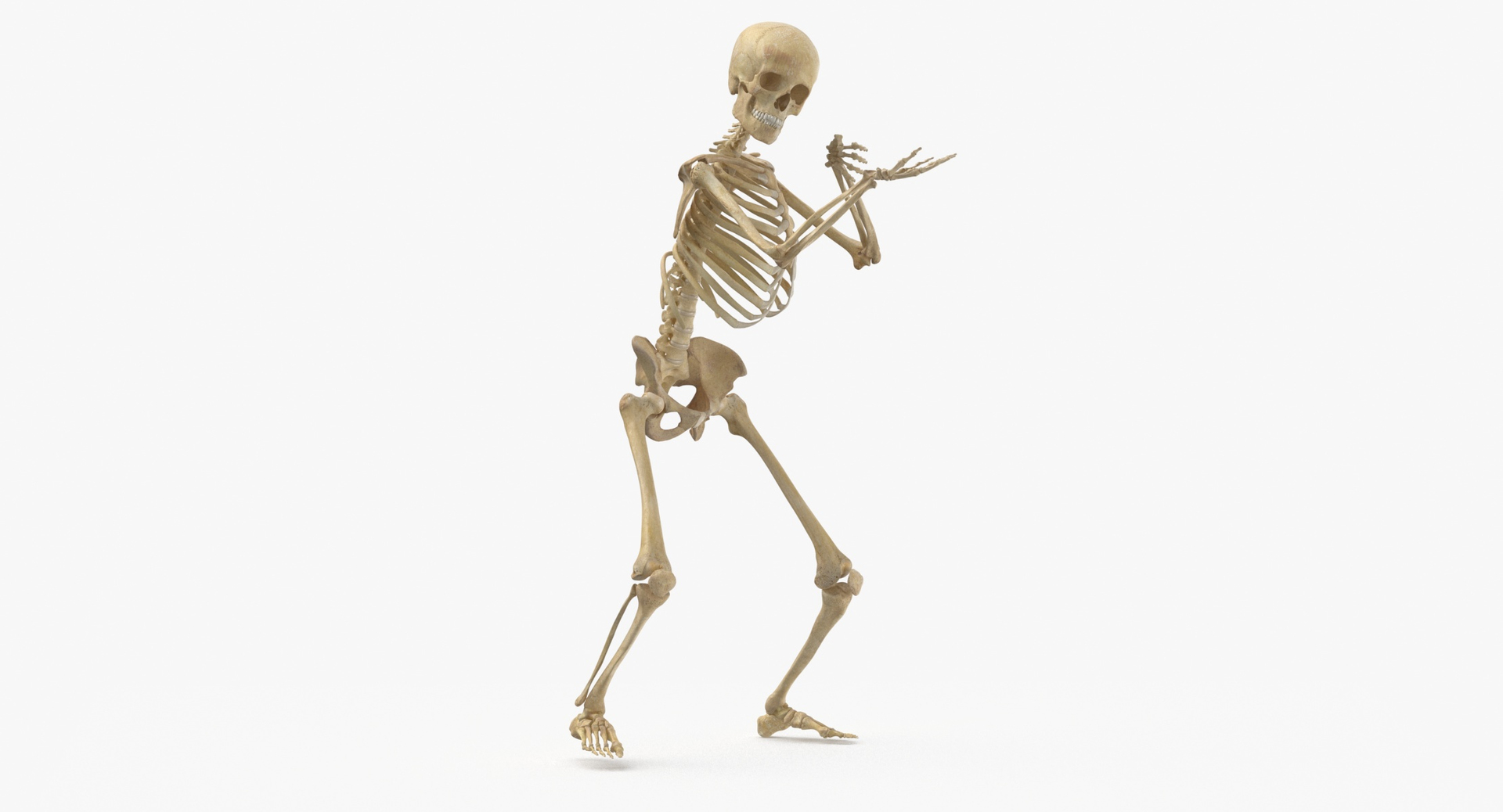 3D real human female skeleton model - TurboSquid 1692509