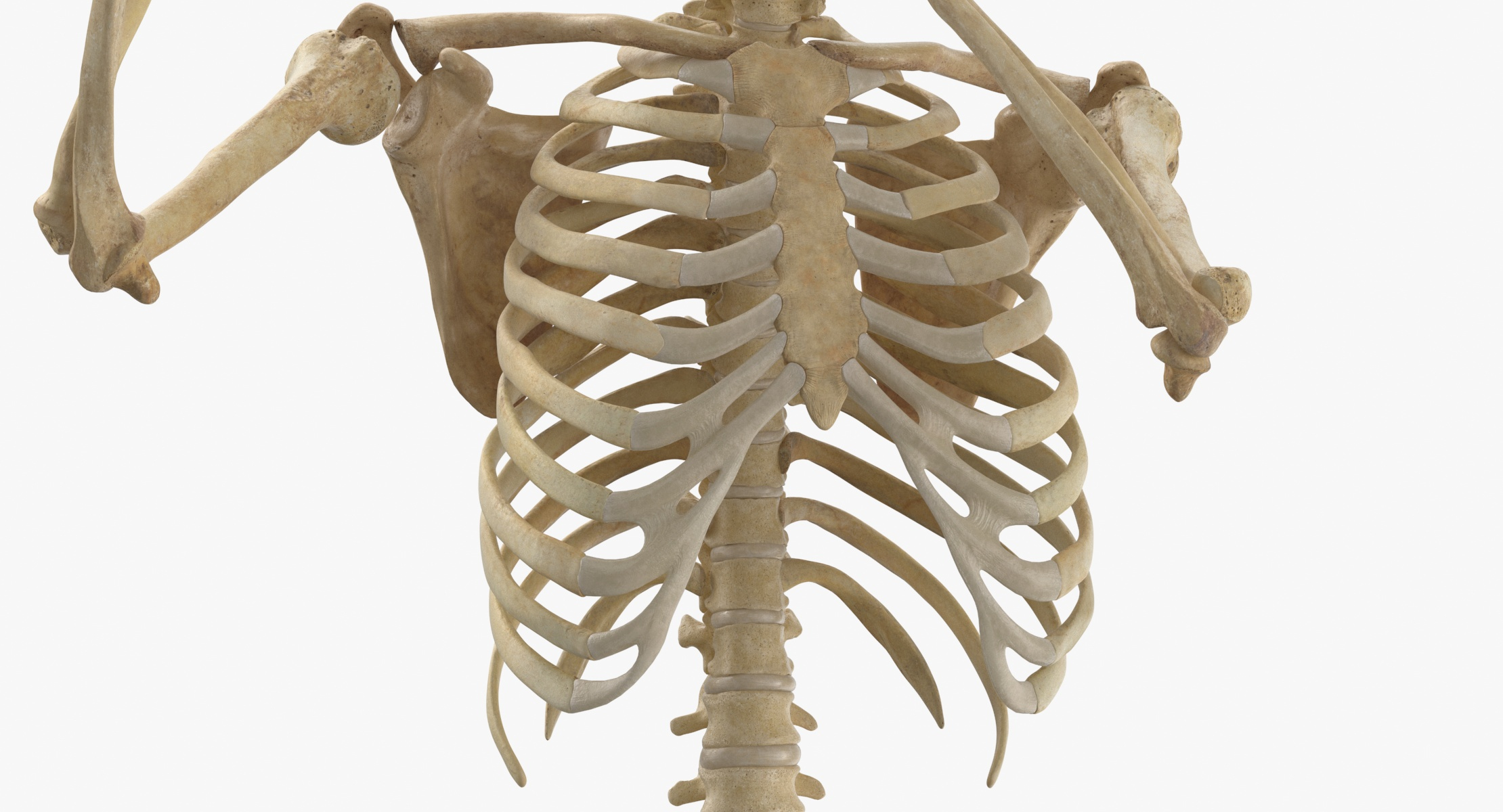 3D real human female skeleton model - TurboSquid 1692509