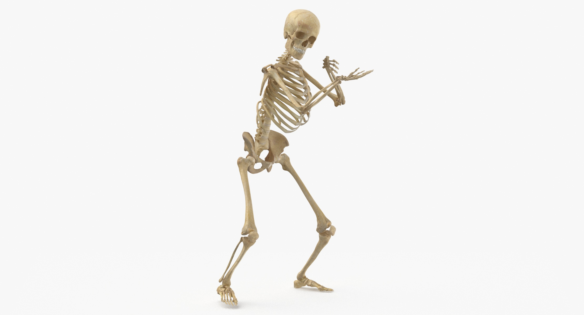 3D real human female skeleton model - TurboSquid 1692509