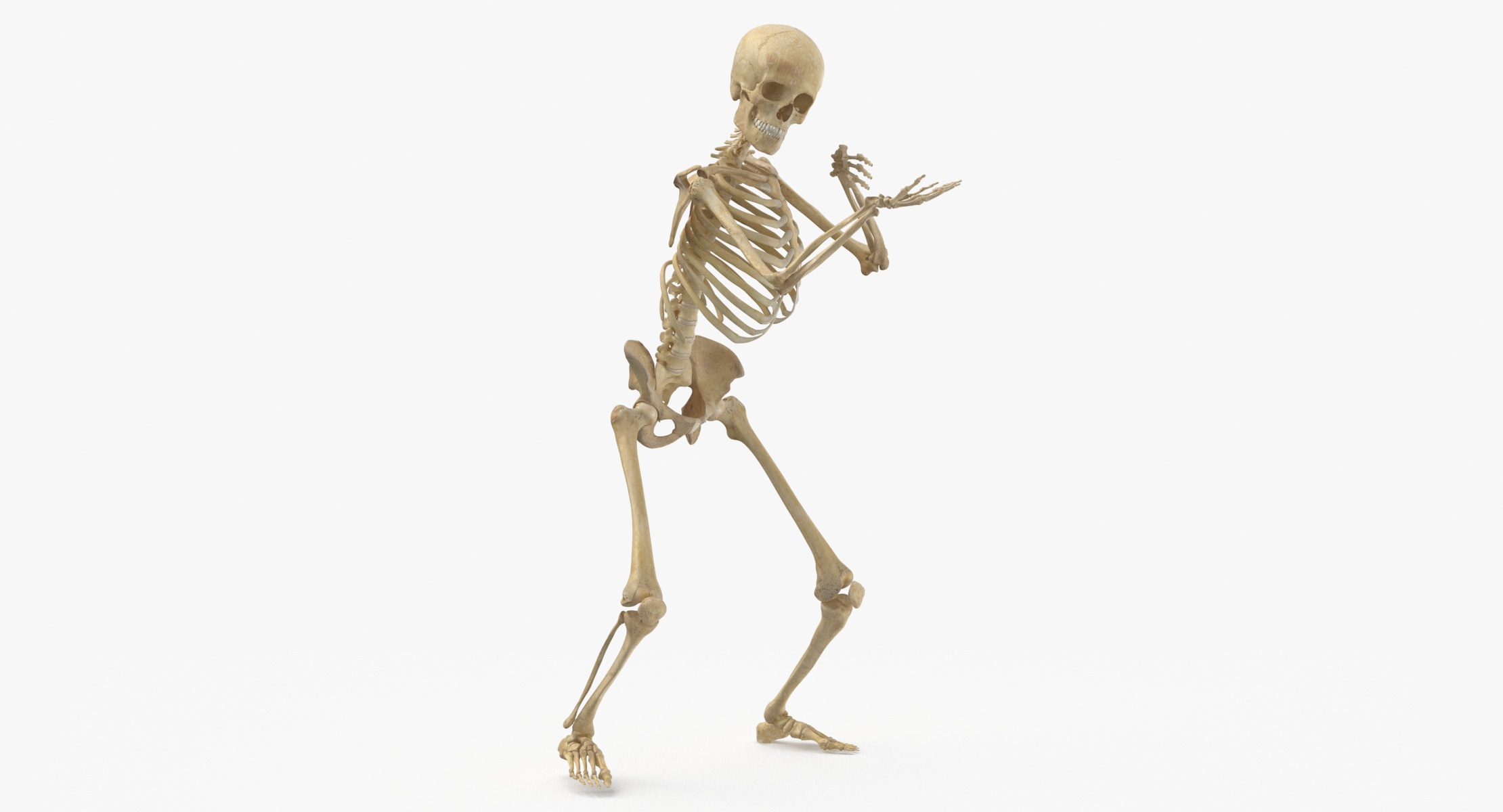 3D real human female skeleton model - TurboSquid 1692509