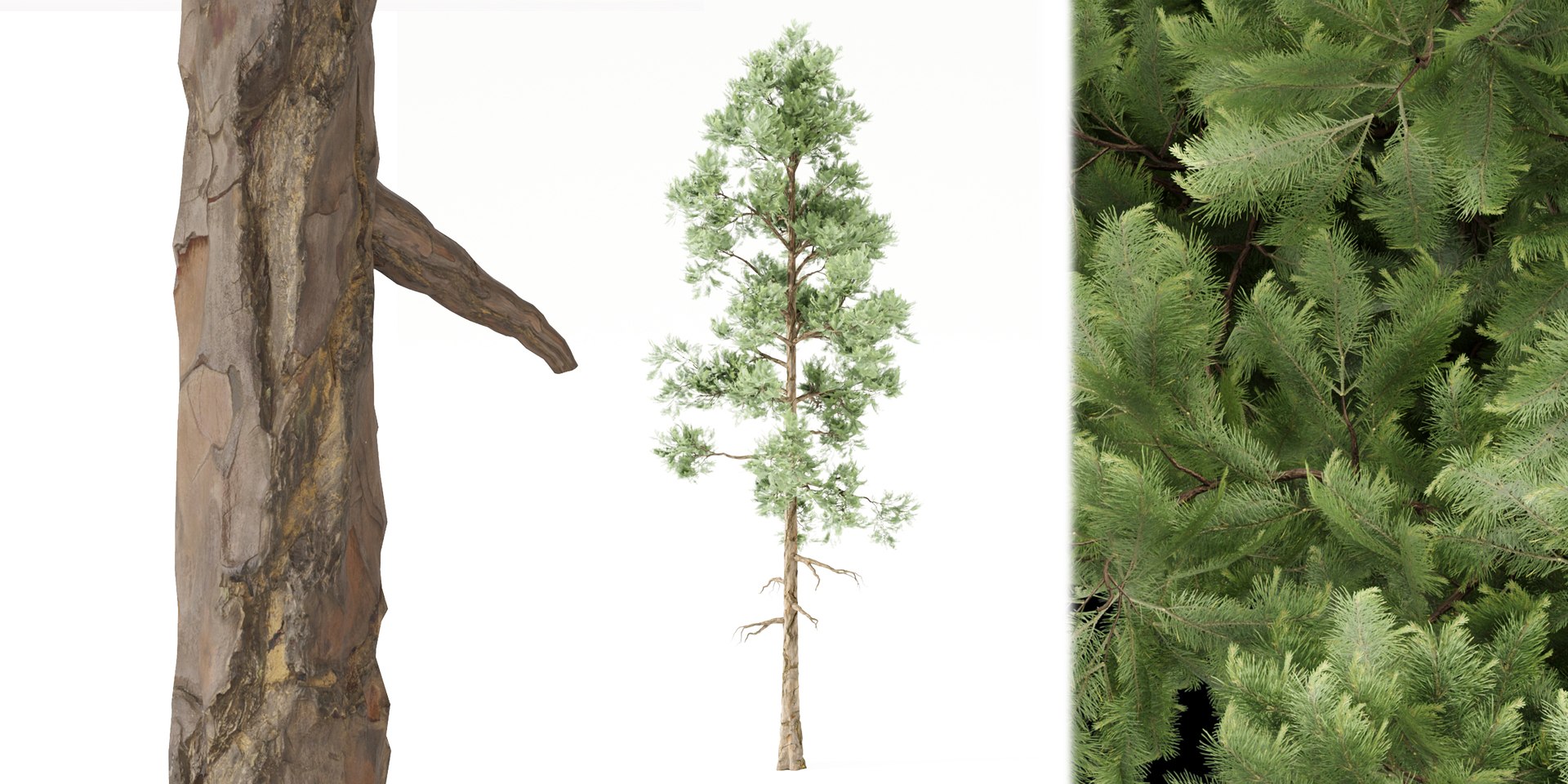 3D Model Pine Trees Vol 18-Blender - TurboSquid 2107433