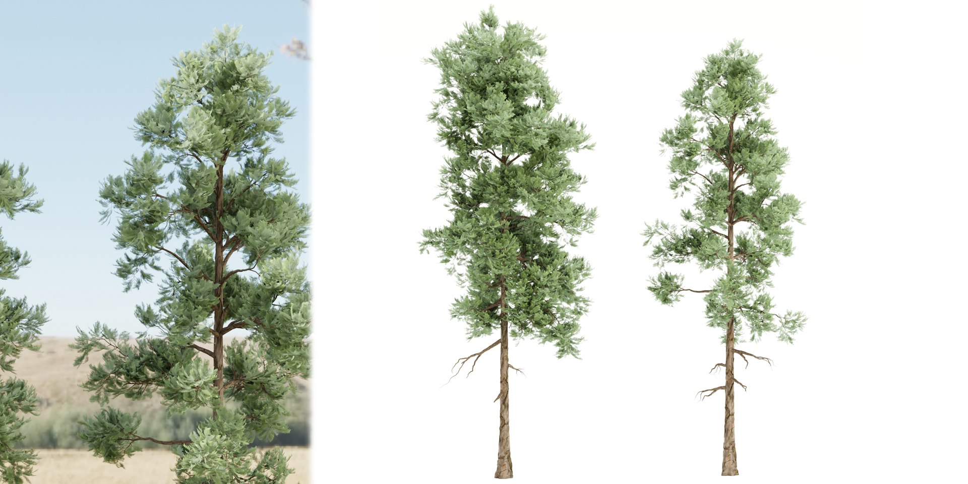 3D Model Pine Trees Vol 18-Blender - TurboSquid 2107433