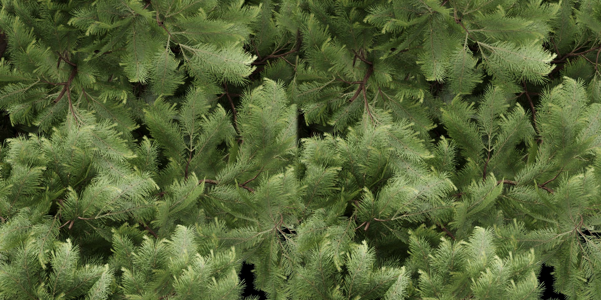 3D Model Pine Trees Vol 18-Blender - TurboSquid 2107433