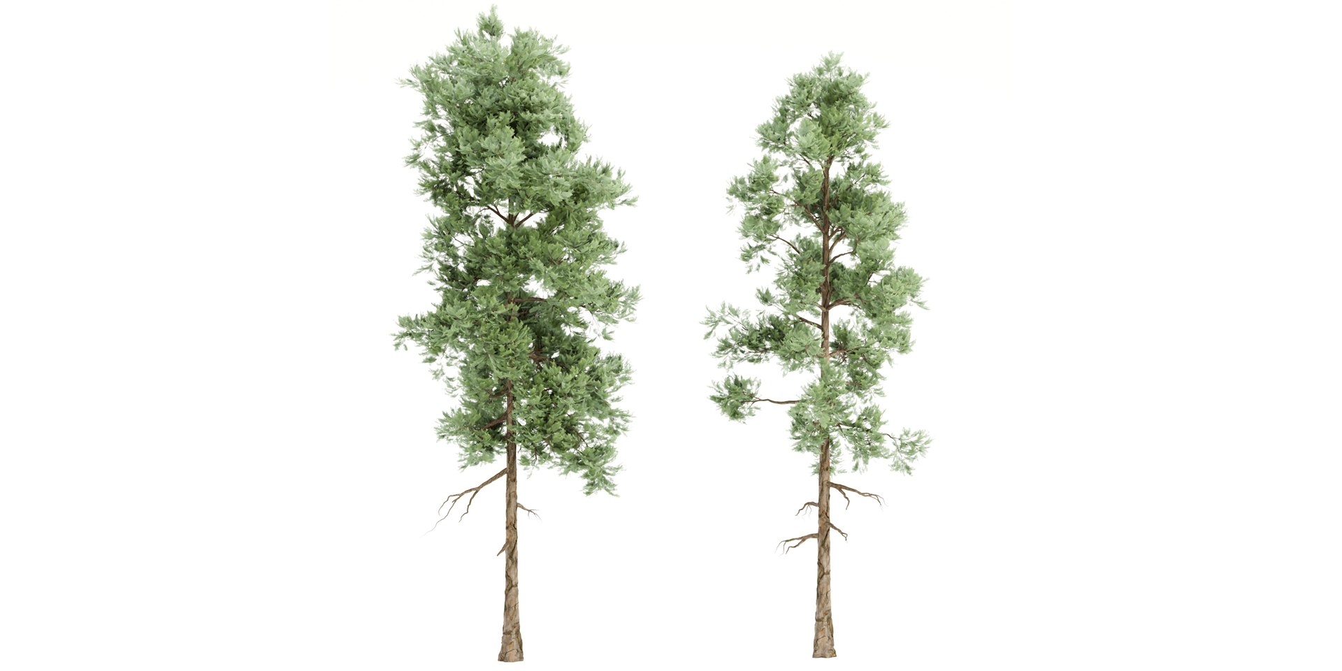 3D Model Pine Trees Vol 18-Blender - TurboSquid 2107433