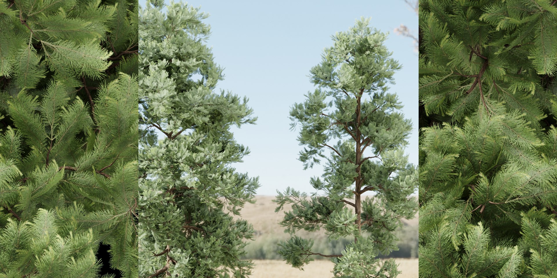 3D Model Pine Trees Vol 18-Blender - TurboSquid 2107433