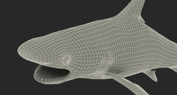spottail shark rigged 3d ma