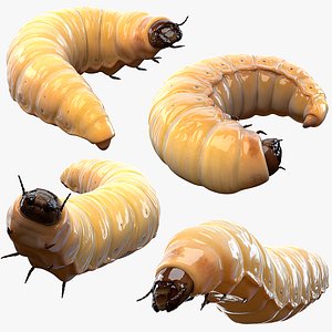 3D realistic maggot pose model - TurboSquid 1424826