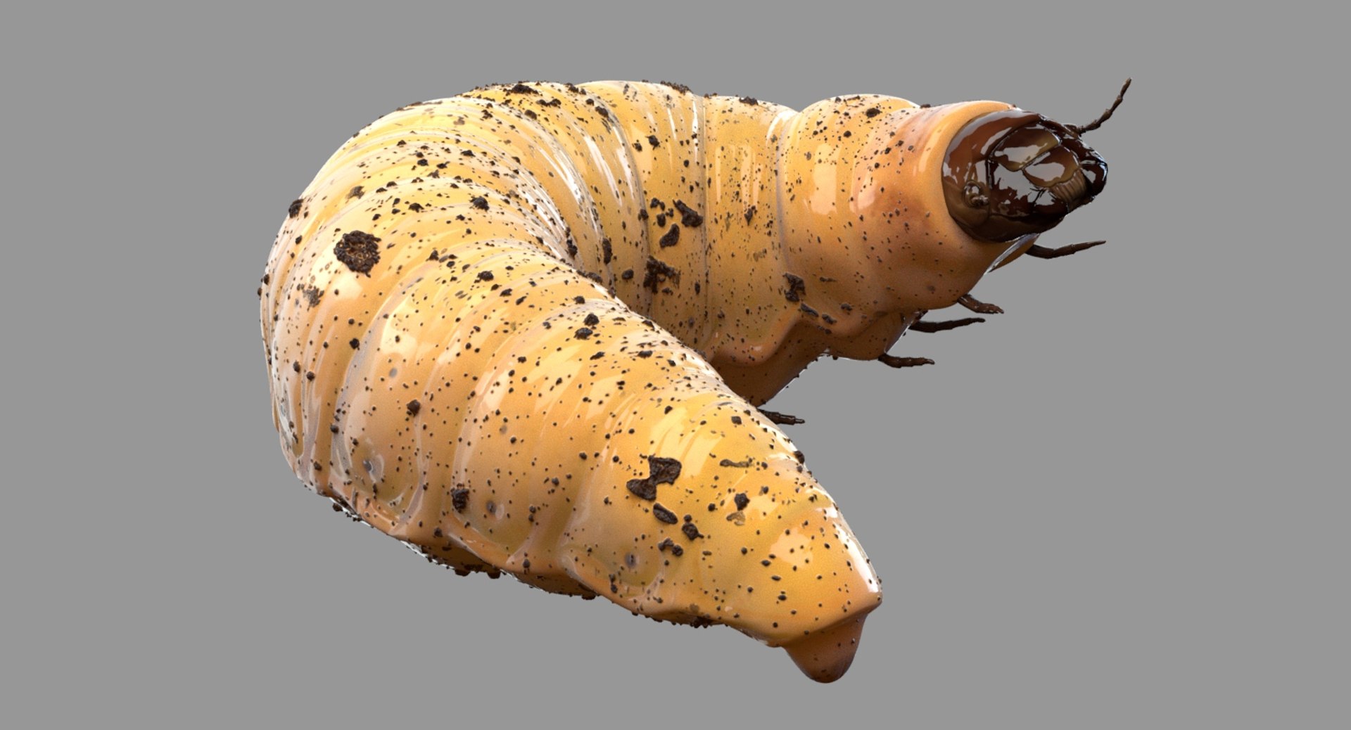 3D realistic maggot - TurboSquid 1425173
